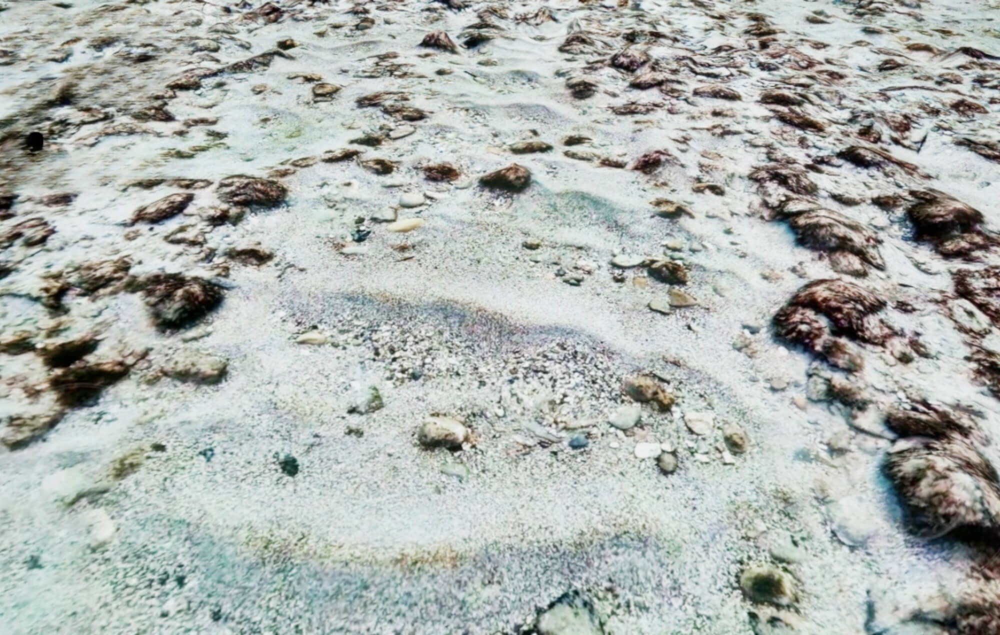 Definition of a benthic monitoring protocol for Nice future MPA - Cosma